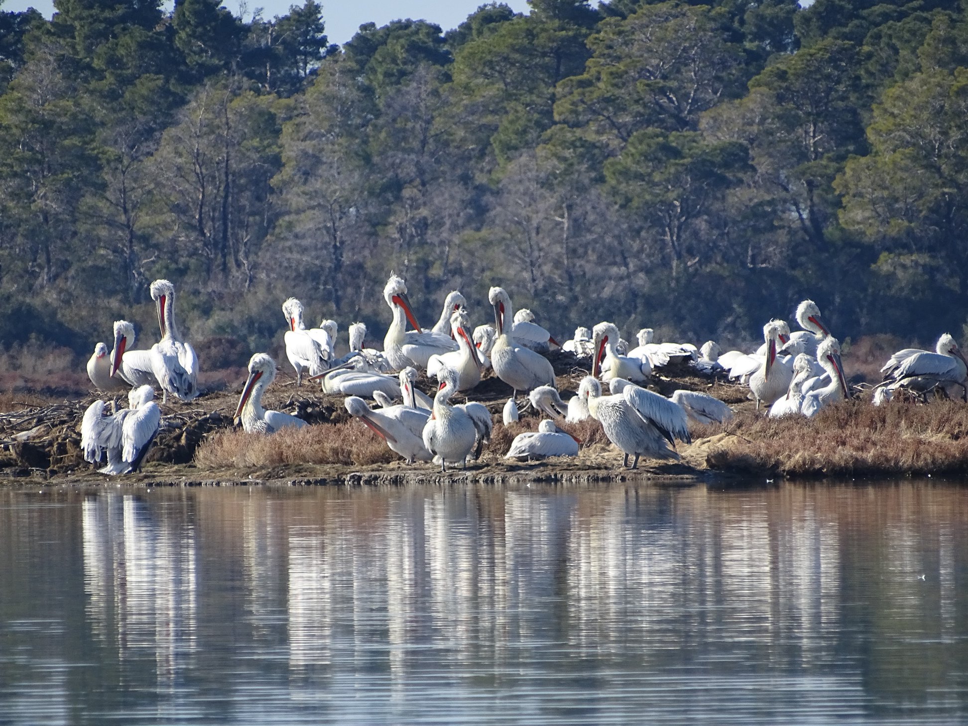 Highest of records for the colony of the Dalmatian Pelicans breeding in ...
