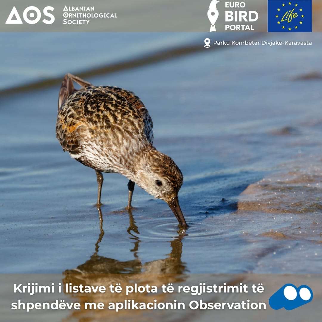 Observation.org tashmë portali kombëtar i shpendëve për Shqipërinë – Të ...